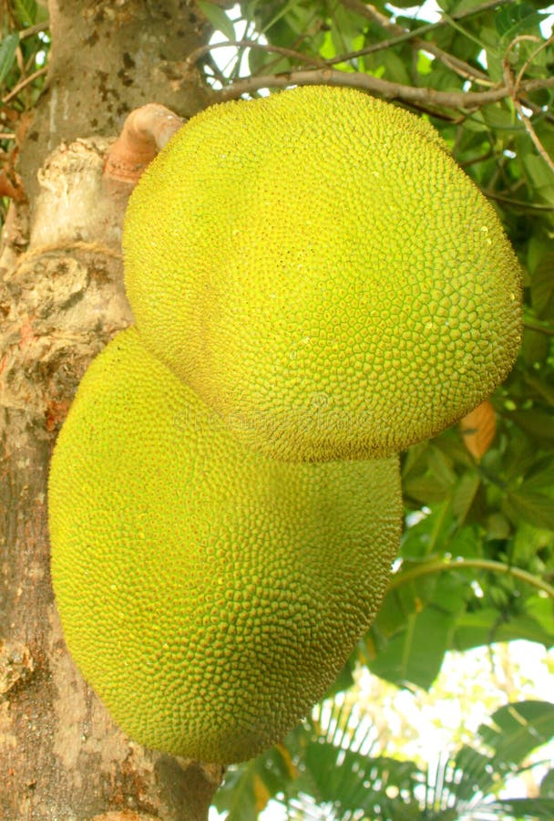 Frutas de Jack imagen de archivo. Imagen de fresco, planta - 54494087