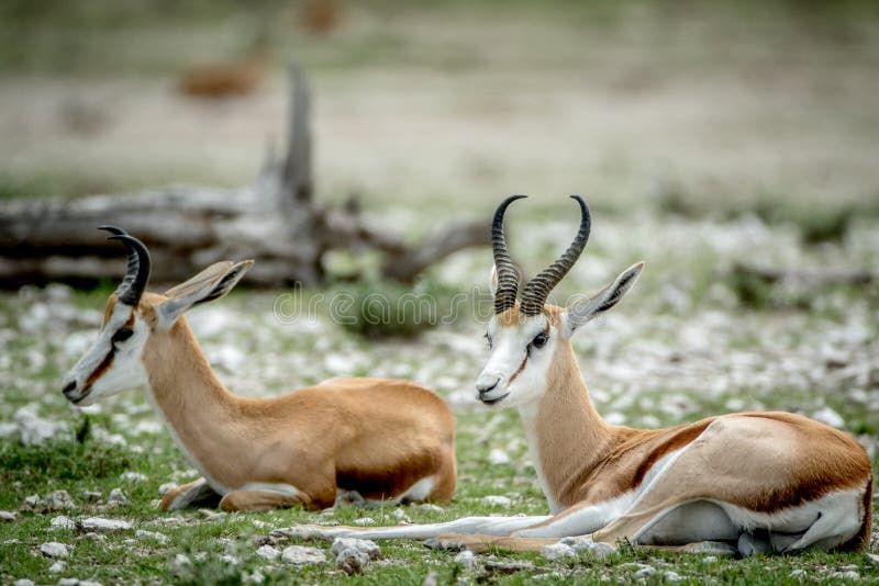Gacelas En El Parque De Etosha Imagen de archivo - Imagen de cielo ...