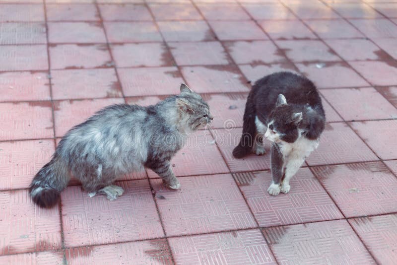 Dos Gatos Peleando Entre Ellos Imagen de archivo - Imagen de retrato ...