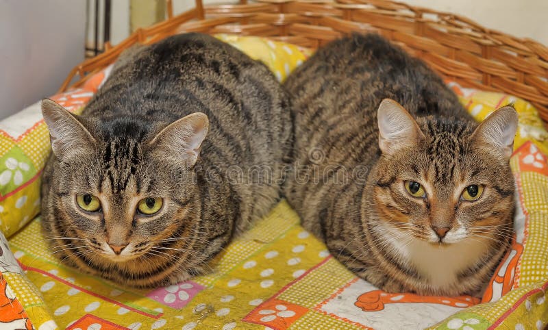 Dos gatos rayados imagen de archivo. Imagen de felino - 37561889