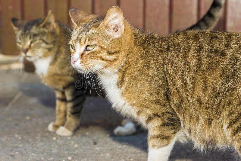 Amistad De Los Dos Gatos Rayados Imagen de archivo - Imagen de animales ...