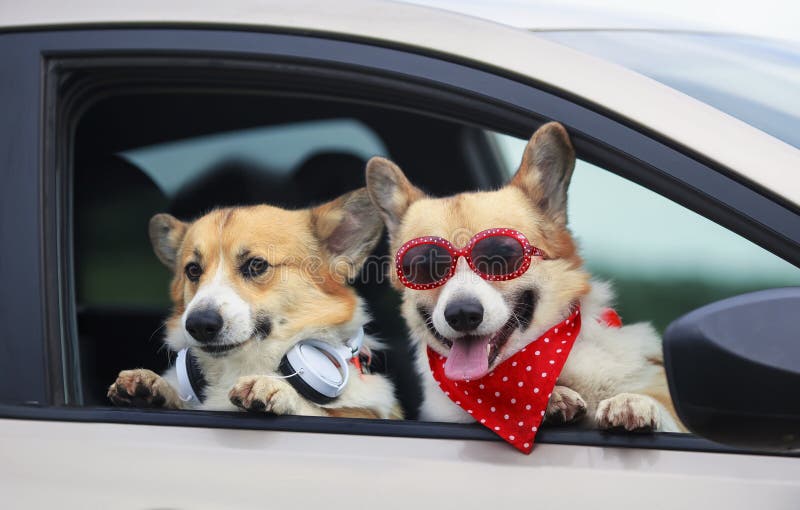 Dos Graciosos Perros Corgi Sacaron Sus Hocicos De Una Ventana De Auto ... Dos Graciosos Perros Corgi Sacaron Sus Hocicos De Una Ventana De Auto ...