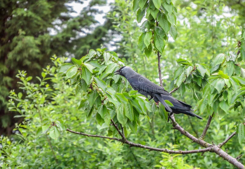 Grajo, Monedula Del Corvus, En Cerezo Con La Fruta Roja Foto de archivo ...