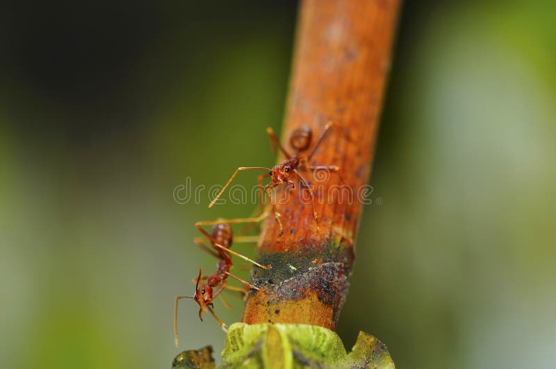 Dos hormigas rojas imagen de archivo. Imagen de selva - 71368157