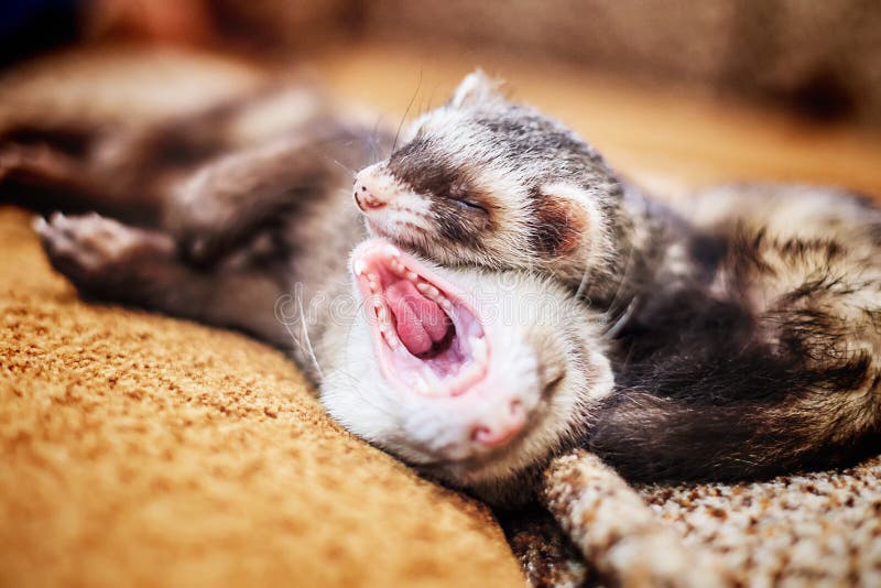 Dos Hurónes. Retrato Del Primer Imagen de archivo - Imagen de hurones ...