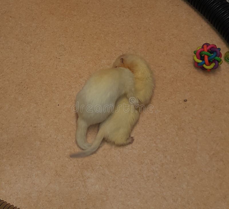Dos Hurones Machos Albinos Blancos Jugando Imagen de archivo - Imagen ...