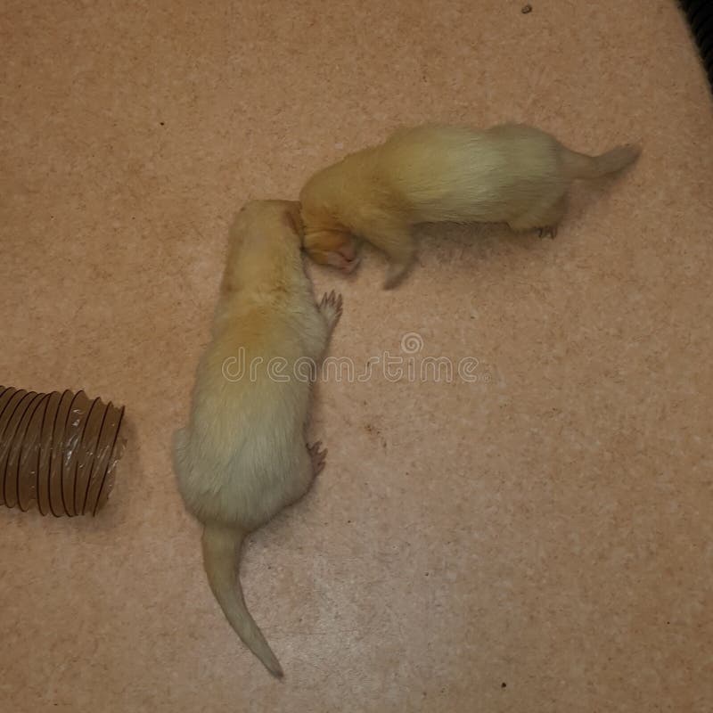 Dos Hurones Machos Albinos Blancos Jugando Imagen de archivo - Imagen ...