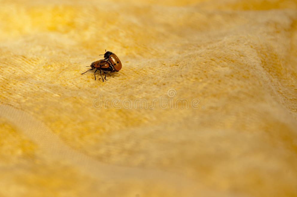 Dos Insectos Que Se Divierten Foto de archivo - Imagen de playa, color ...
