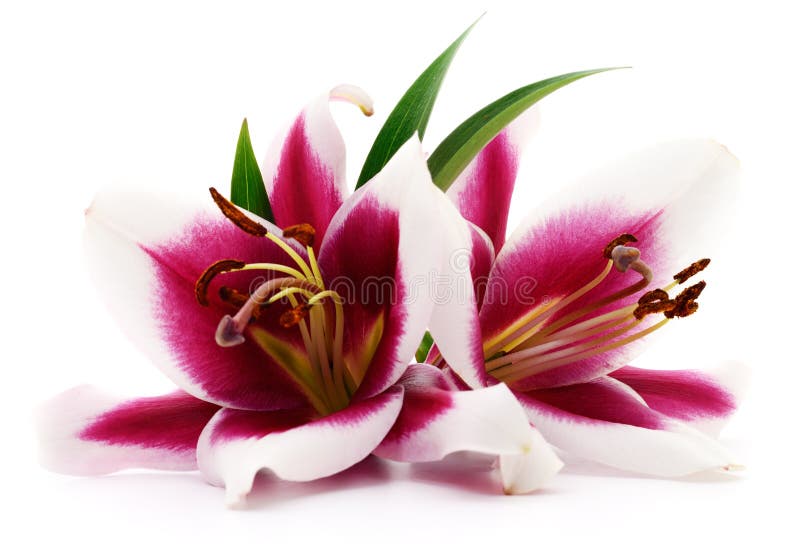 Dos lirios rojos foto de archivo. Imagen de primer, color - 89401624