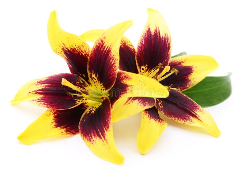 Dos lirios rojos imagen de archivo. Imagen de color, macro - 89744489