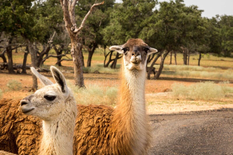 Llamas peruanas foto de archivo. Imagen de llama, cubo - 2694770