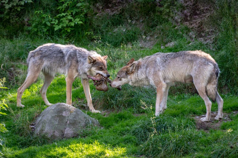Dos Lobos Que Luchan Sobre La Comida Imagen de archivo - Imagen de ...