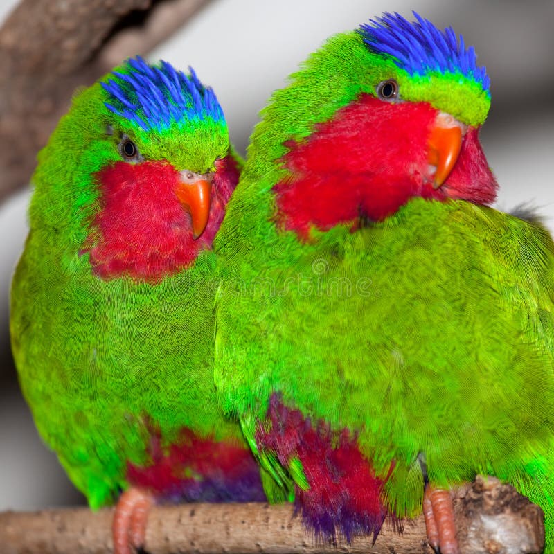 Dos Lorikeet coronado azul foto de archivo. Imagen de plumas - 16066278