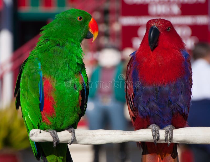 Loros en amor foto de archivo. Imagen de colorido, pluma - 14816354