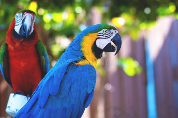 Dos loros imagen de archivo. Imagen de rojo, amarillo - 26269575