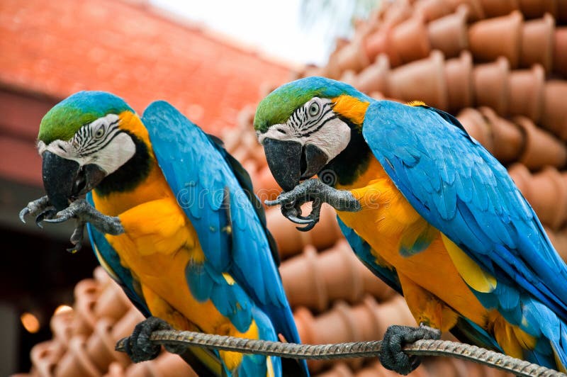 Dos loros azules imagen de archivo. Imagen de parada - 11230385