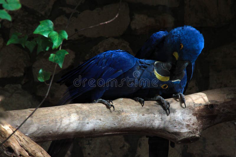 Dos Loros Azules Lindos Que Se Besan Foto de archivo - Imagen de arte ...