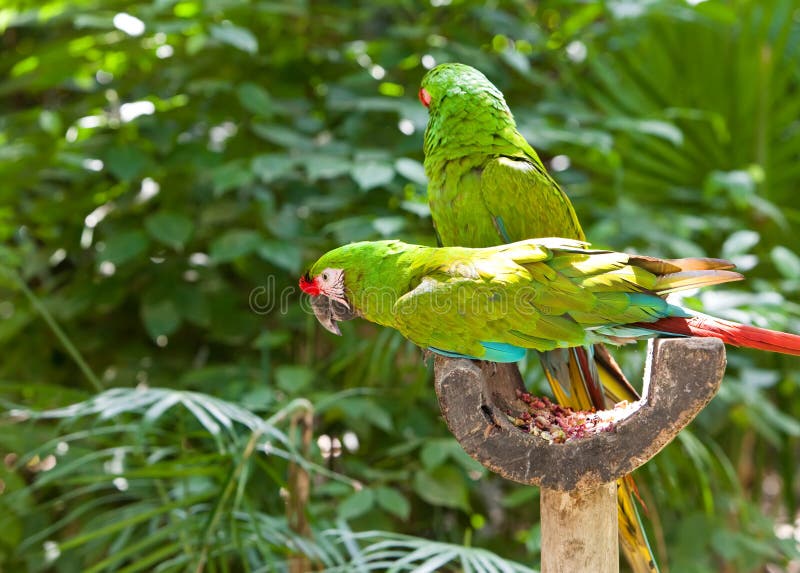 Dos Loros Verdes En Una Selva Tropical Imagen de archivo - Imagen de ...