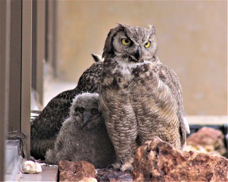 Dos Mamáes Y Un Búho Del Bebé Imagen de archivo - Imagen de resguardo ...