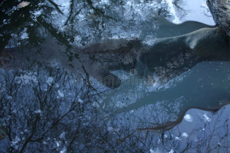 Dos manos congeladas foto de archivo. Imagen de manos - 133396680