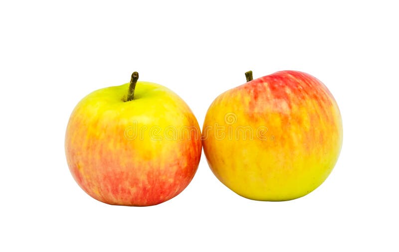 Dos manzanas maduras imagen de archivo. Imagen de frescura - 10558519
