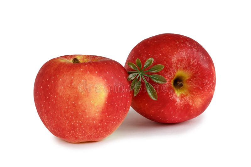 Dos manzanas rojas foto de archivo. Imagen de aislamiento - 98007648