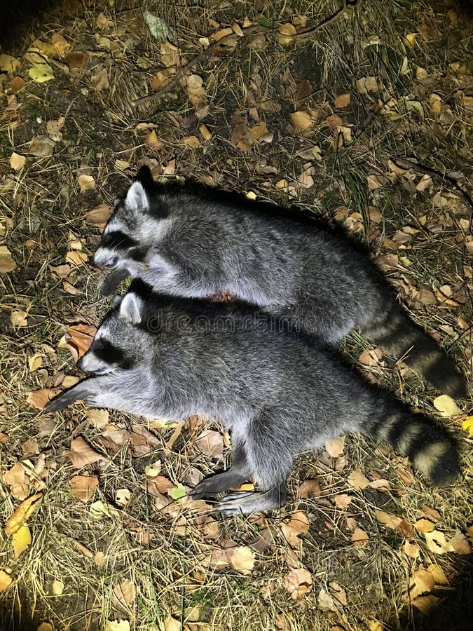 Dos mapaches muertos foto de archivo. Imagen de fauna - 127157532