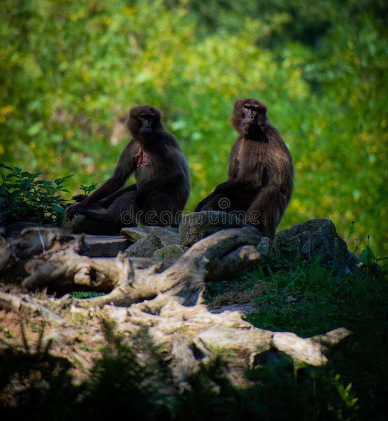 Dos monos simios foto de archivo. Imagen de chimpancé - 254072708