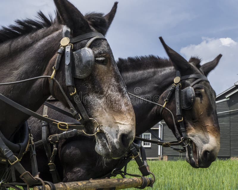 Mulas Fotos De Stock - Descarga 2,638 Fotos Libres de Derechos