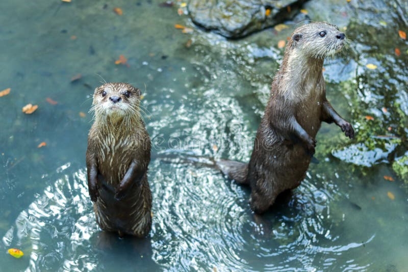 Dos nutrias de pie foto de archivo. Imagen de fondo - 259482426