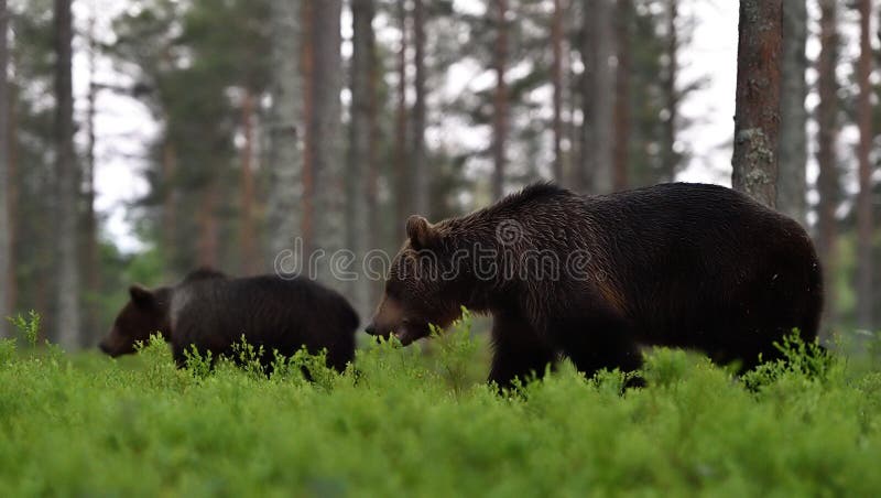 Dos Osos Caminando En Un Bosque Imagen de archivo - Imagen de ...