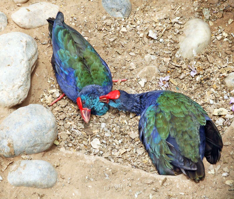 Dos pájaros raros - takahe foto de archivo. Imagen de tierra - 28625454