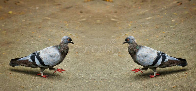 Dos palomas foto de archivo. Imagen de ambiente, pico - 157438194