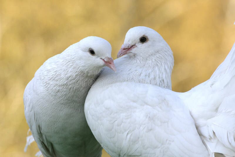 Dos palomas foto de archivo. Imagen de palomas, primer - 16864190
