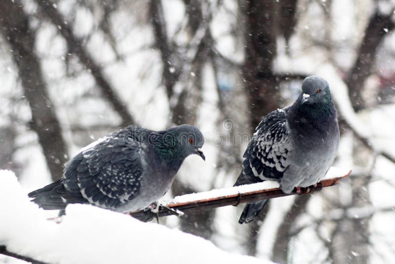 Dos Palomas Azules En Invierno Foto de archivo - Imagen de chirrido ...