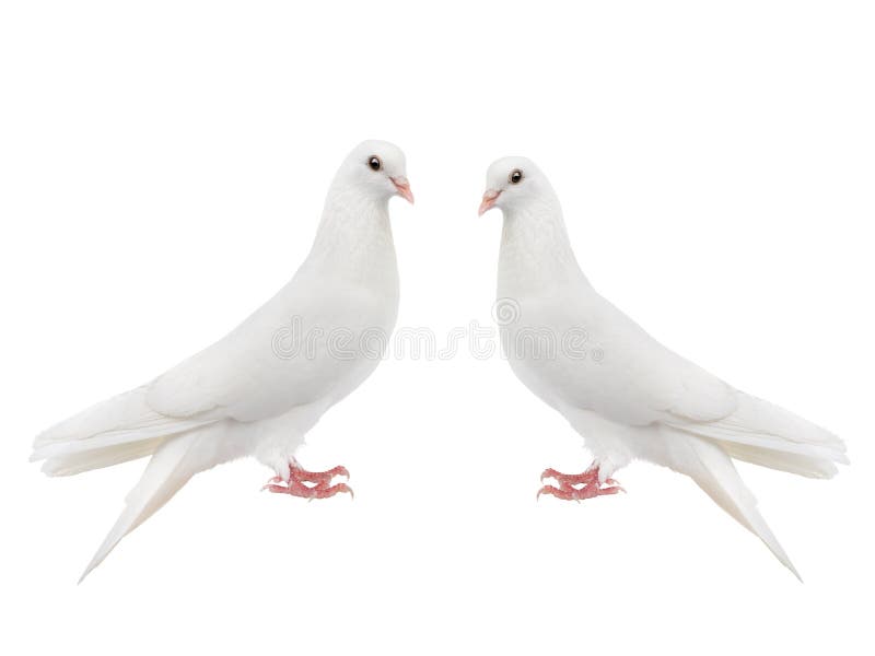 Dos Palomas Blancas Aisladas Sobre Un Blanco Foto de archivo - Imagen ...
