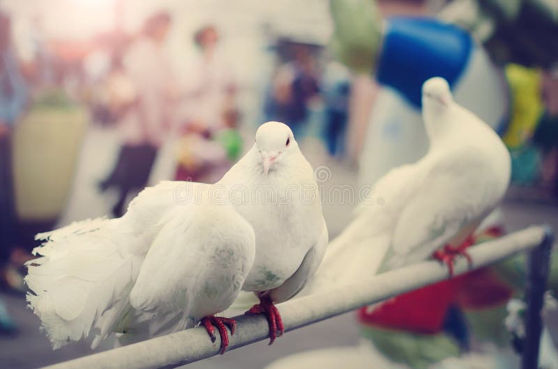 Palomas Blancas Excelentes Hermosas Pájaros De La Cría Foto de archivo ...