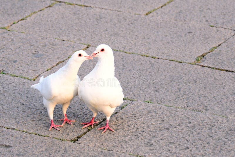 Dos Palomas Blancas Fotos De Stock - Download 429 Fotos Libres de Derechos