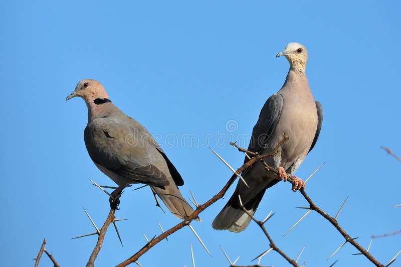 Dos Palomas Con El Cielo Azul Foto de archivo - Imagen de perfil ...