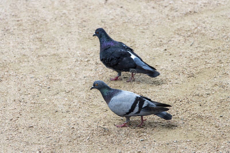 Dos palomas en la arena imagen de archivo. Imagen de palomas - 223237639