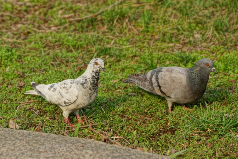 Un Par De Palomas Blancas En Una Bola Brillante Imagen. Imagen: 6718096