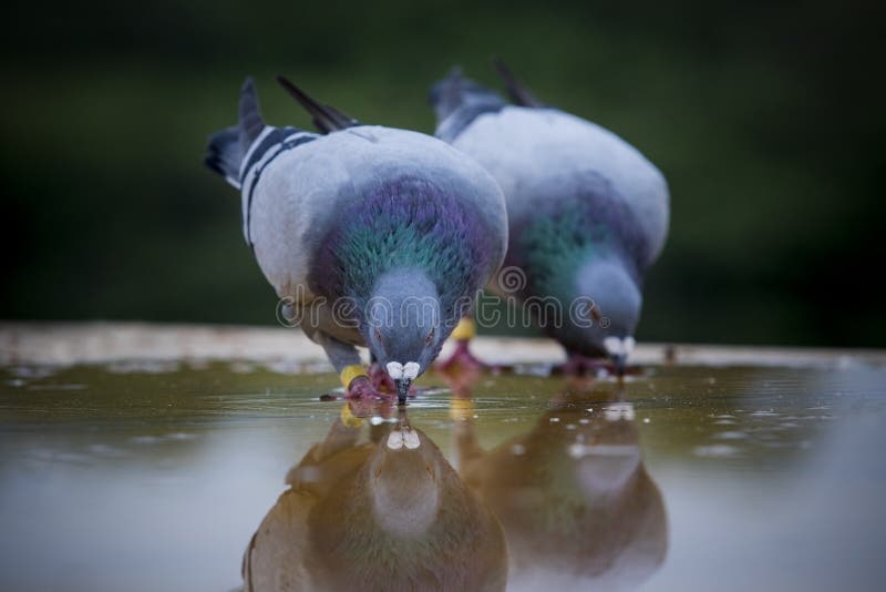 Dos Palomas Que Toman Agua En El Suelo Foto de archivo - Imagen de ...