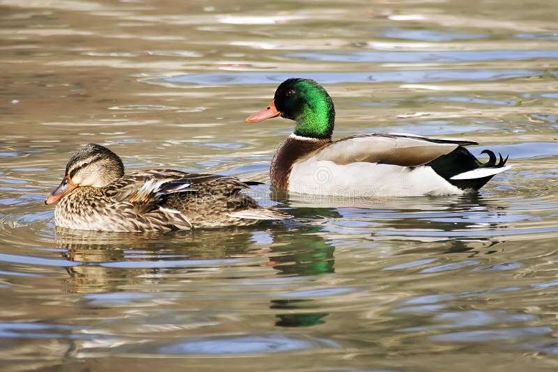 159,379 Patos Azules Fotos de stock - Fotos libres de regalías de ...