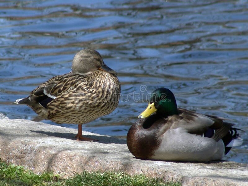 Dos Patos Del Pato Silvestre Foto de archivo - Imagen de patos ...