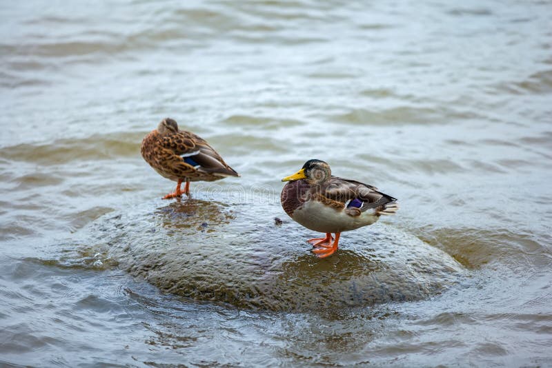 Dos Patos En Una Piedra En El Lago Imagen de archivo - Imagen de ...