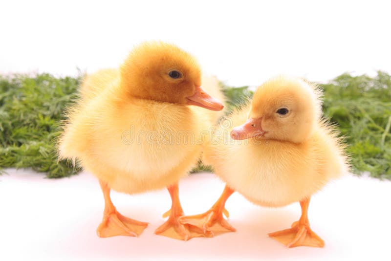 Dos patos jovenes imagen de archivo. Imagen de amarillo - 8928307