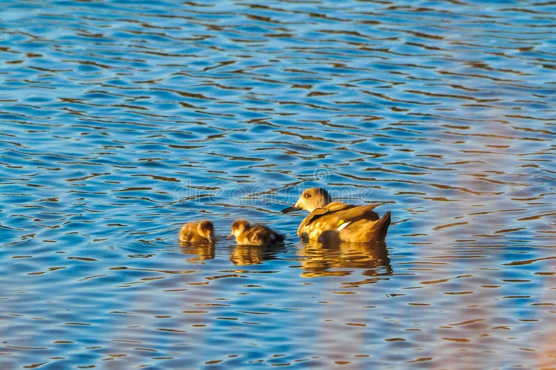 Dos Patos Jovenes Con La Madre En Una Charca Imagen de archivo - Imagen ...