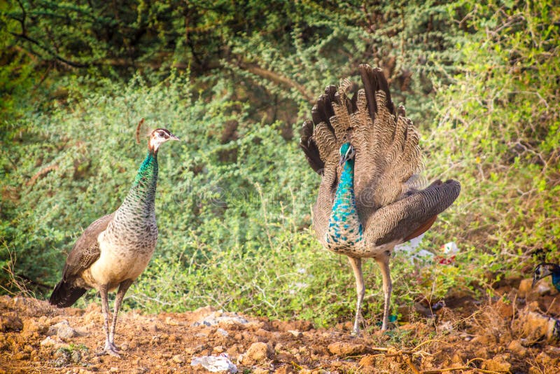 Dos pavas reales foto de archivo. Imagen de plumas, fauna - 56087122