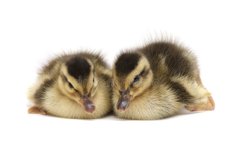 Dos Pequeños Patos Del Bebé Foto de archivo - Imagen de mullido, lindo ...