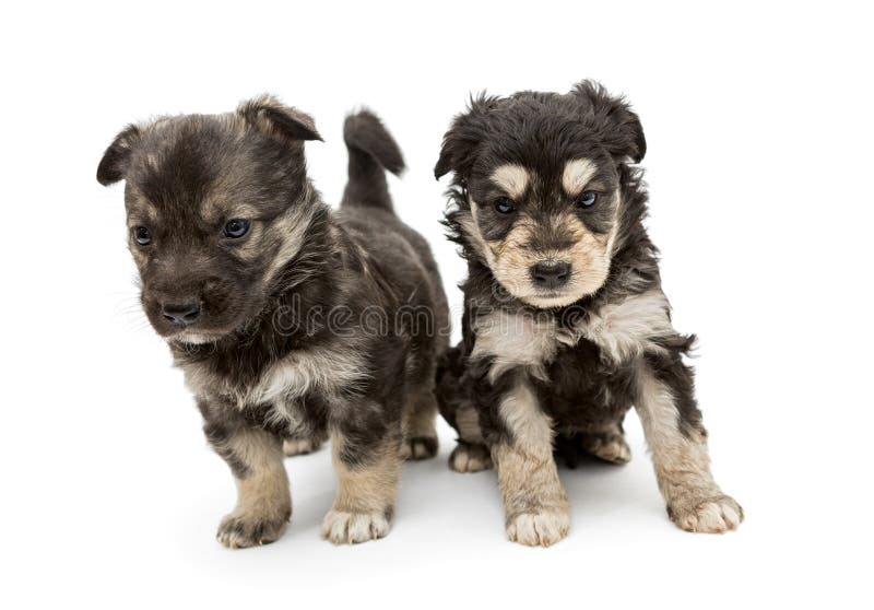 Dos Pequeños, Perrito Serio Foto de archivo - Imagen de perro, hermoso ...